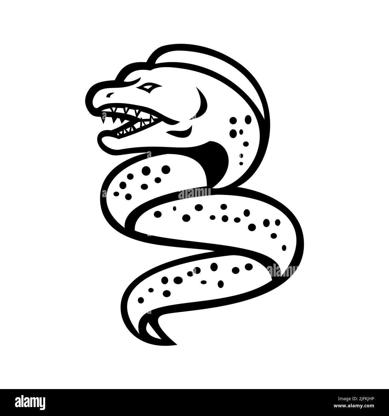 Slender giant moray Cut Out Stock Images & Pictures - Alamy