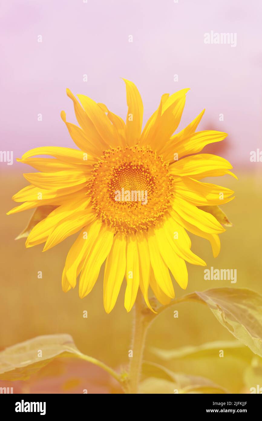 Sunflowers natural colourfully backgrounds Stock Photo - Alamy