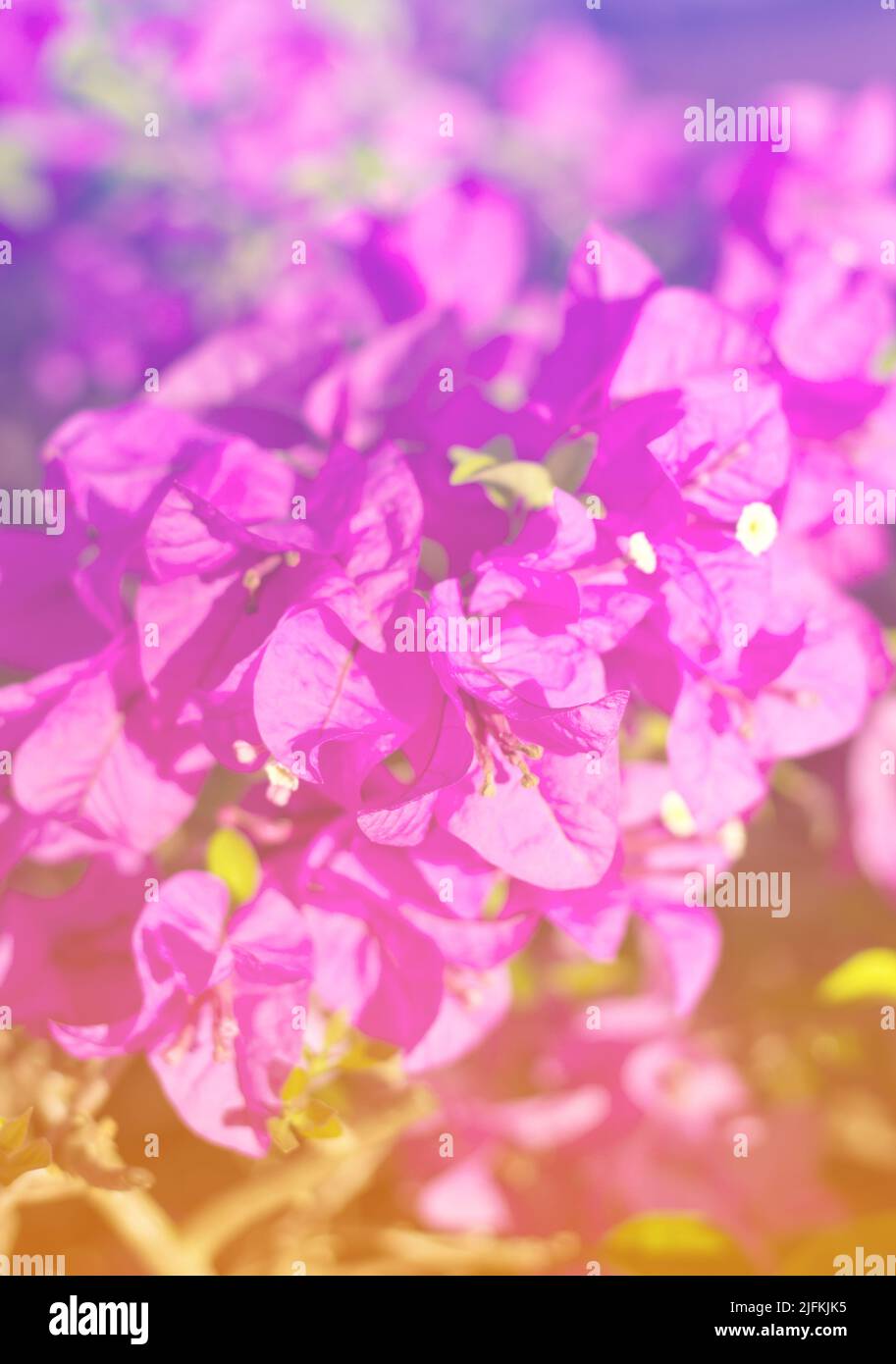 Close up Pink Bougainvillea flowers colourfully backgrounds Stock Photo ...