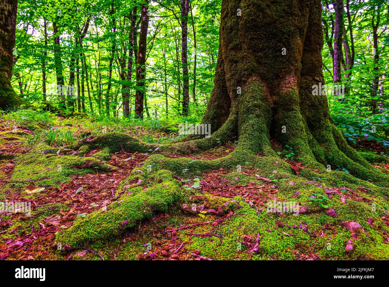 Old tree in moss in the forest of Montenegro Stock Photo - Alamy