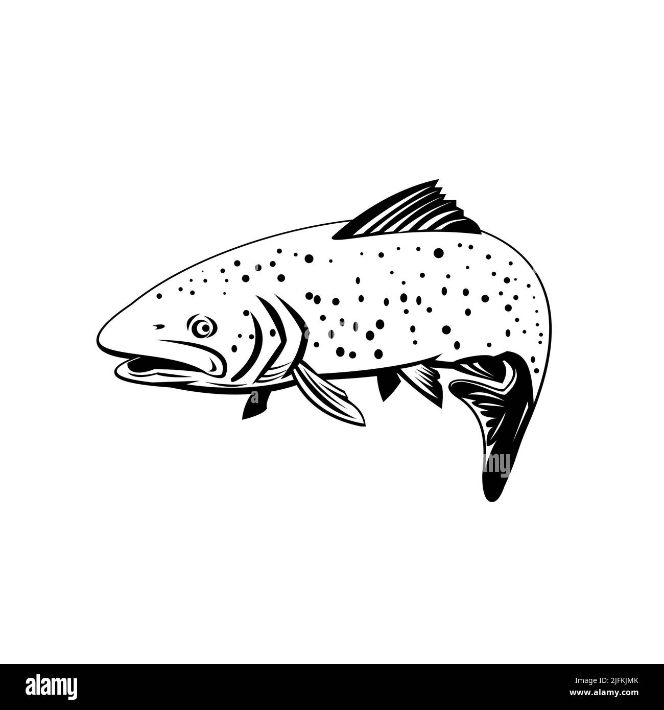 Trout Fish Drawing