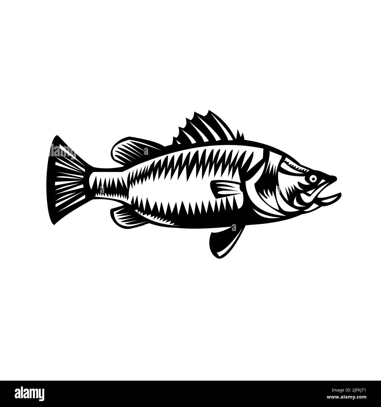 Catadromous species High Resolution Stock Photography and Images - Alamy