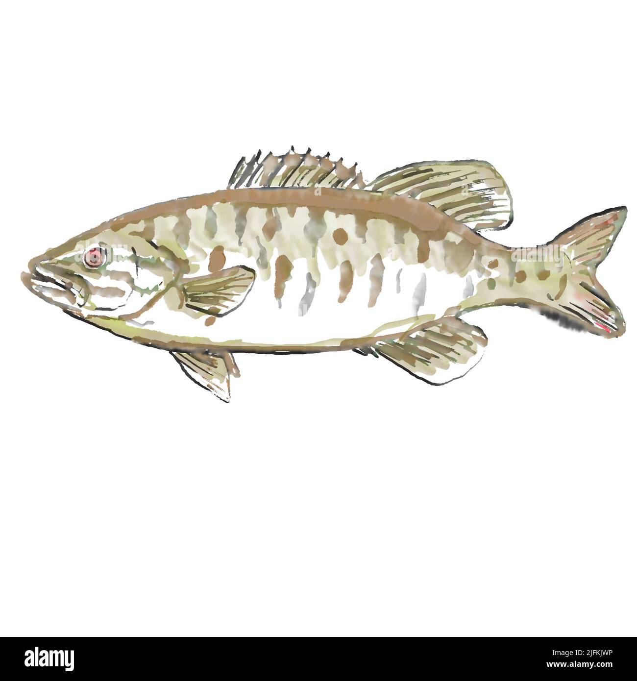 Smallmouth bass painting Cut Out Stock Images & Pictures - Alamy