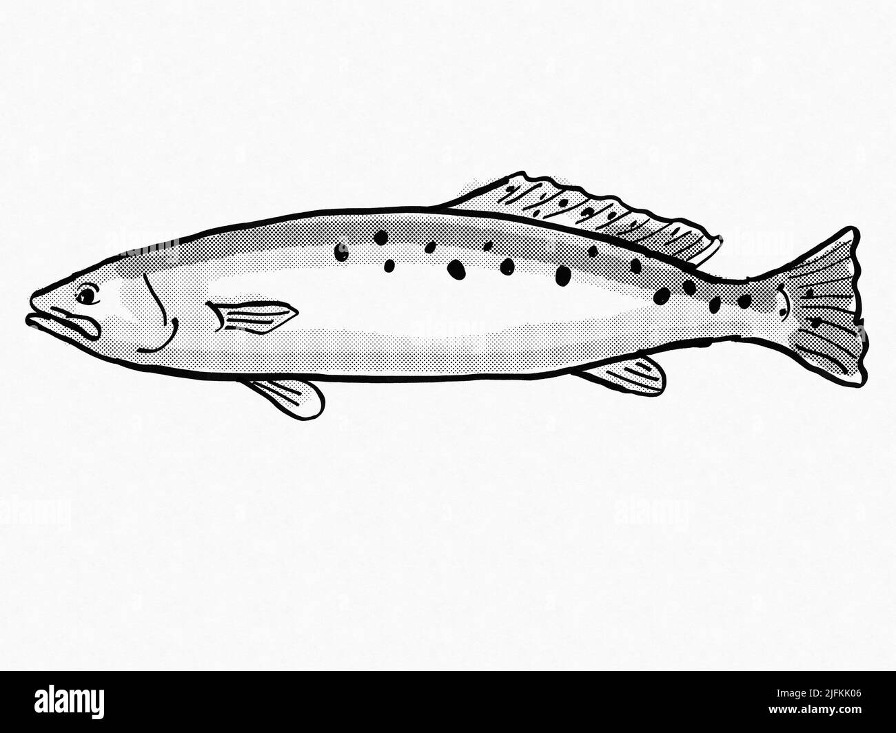 Spotted trout Black and White Stock Photos & Images - Alamy