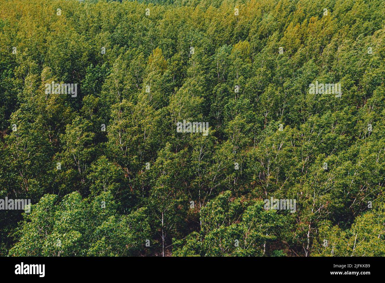 Deciduous cottonwood tree forest landscape from above, drone pov ...