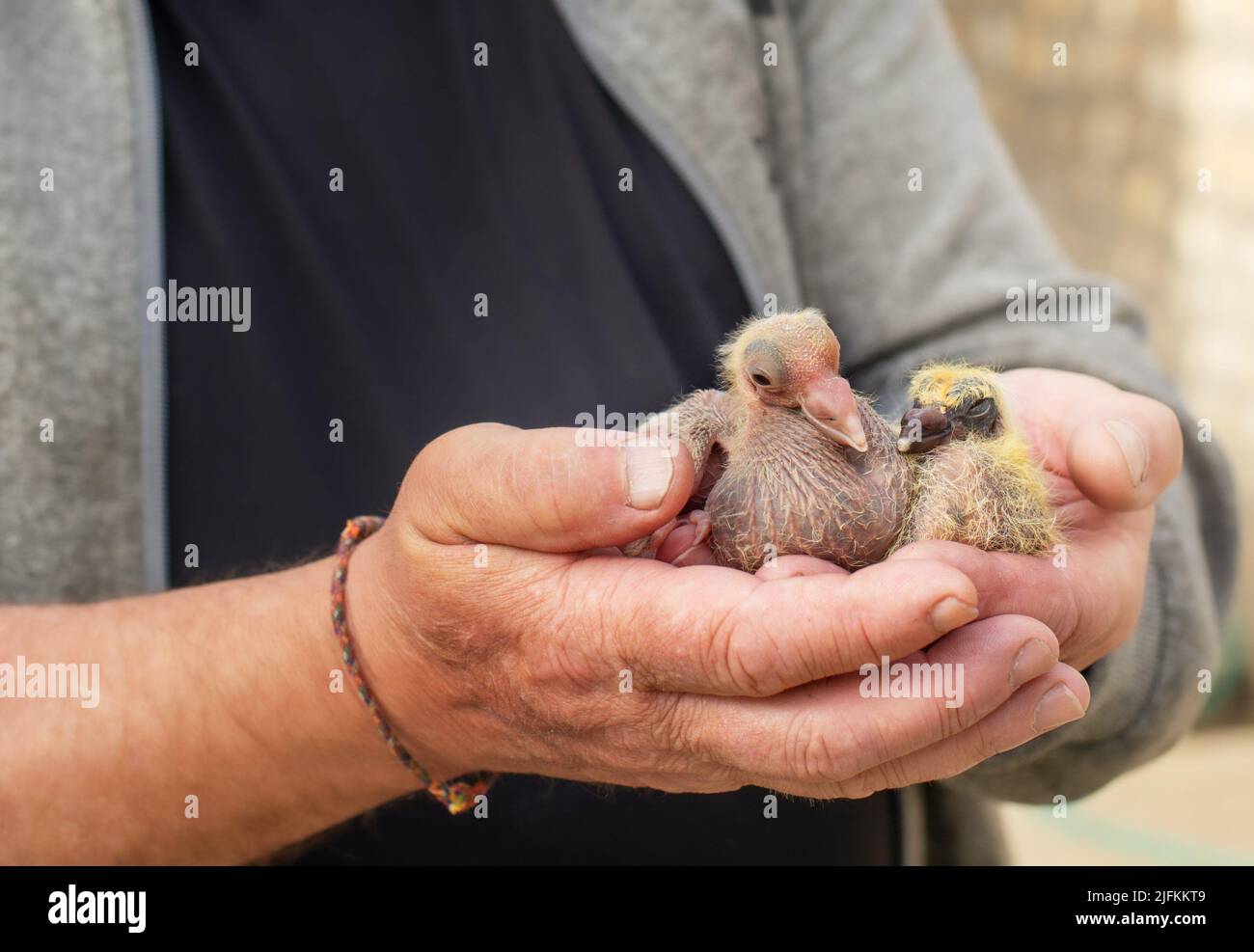 Hand with pigeon hi-res stock photography and images - Alamy