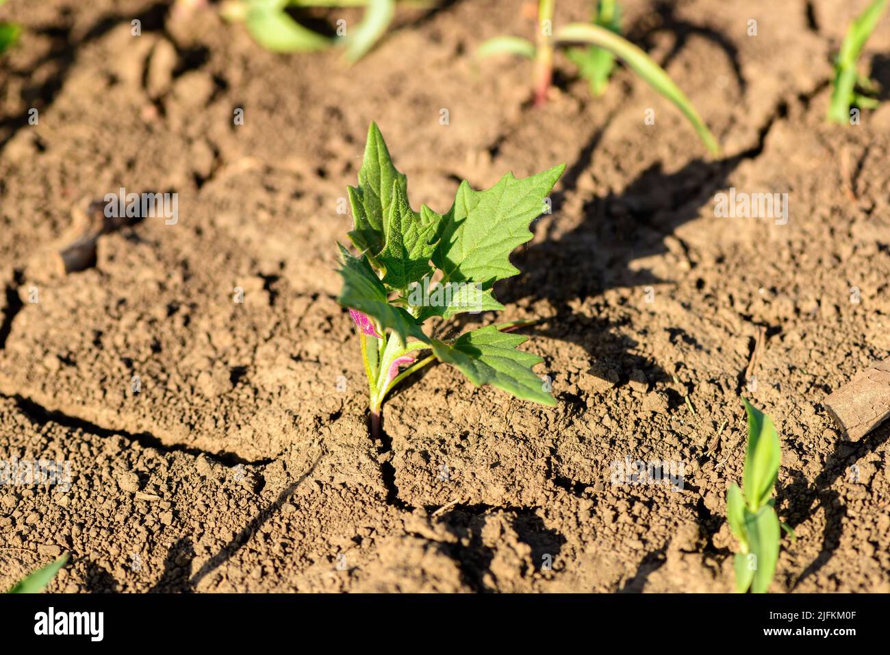 Maple-leaved goosefoot (Chenopodiastrum hybridum) weed plant in ...