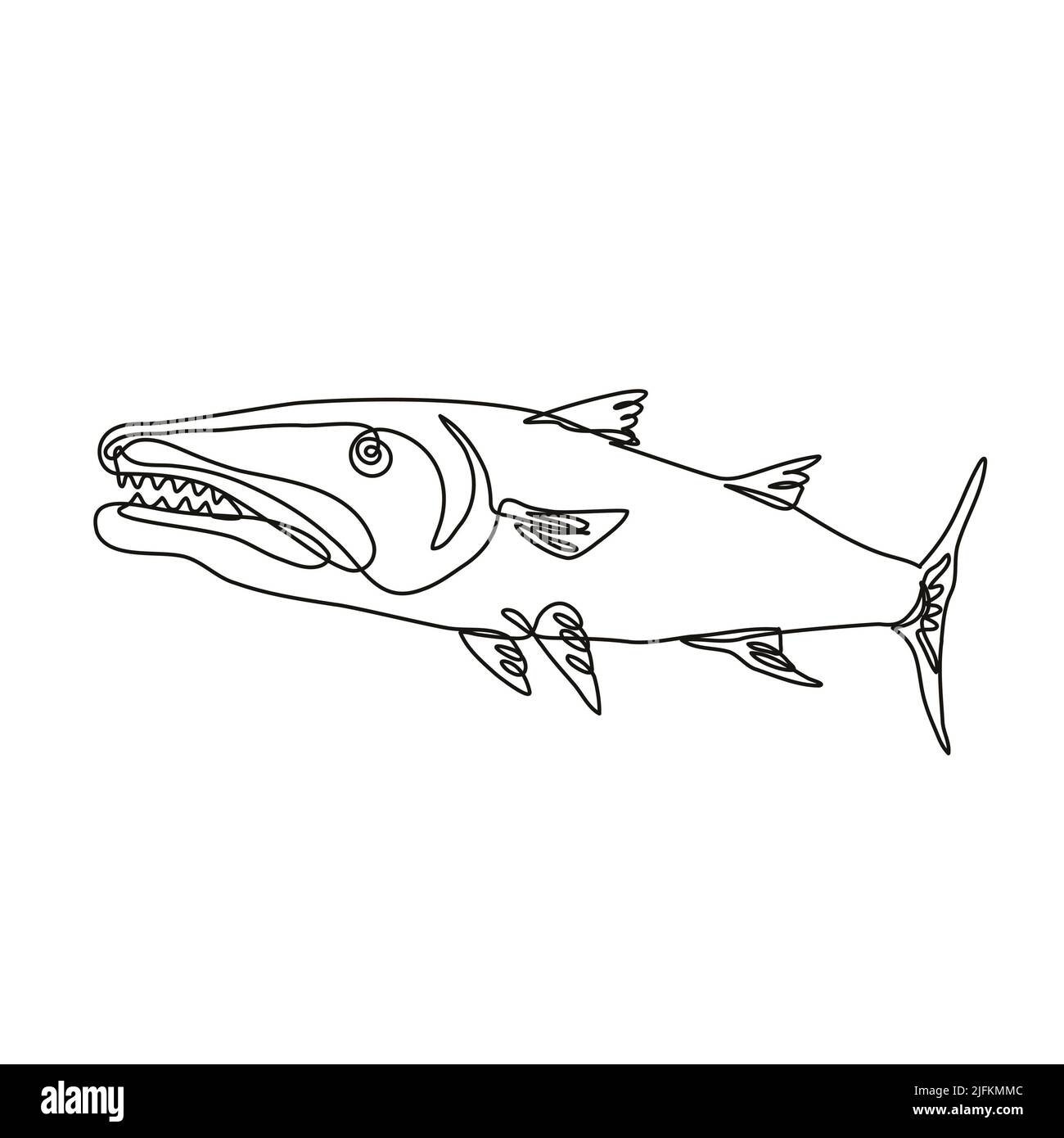 Barracuda drawing hi-res stock photography and images - Alamy