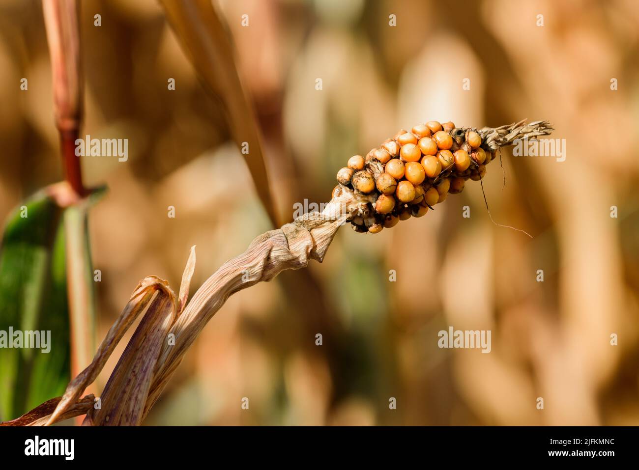 Undeveloped damaged ear of corn on the cob in field, selective focus ...