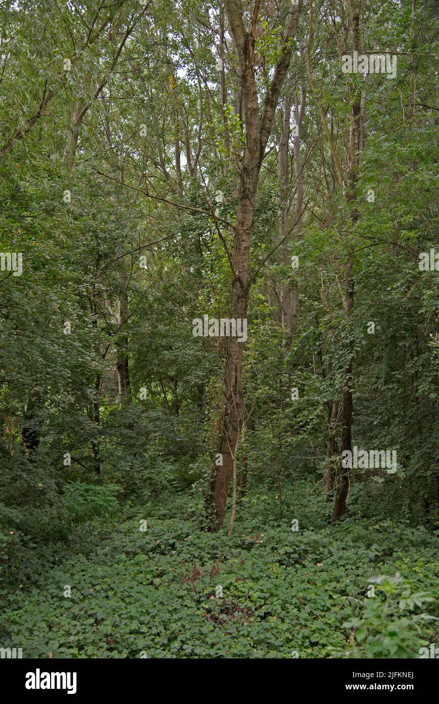 The uncontaminated nature of the Le Bine oasis Stock Photo - Alamy