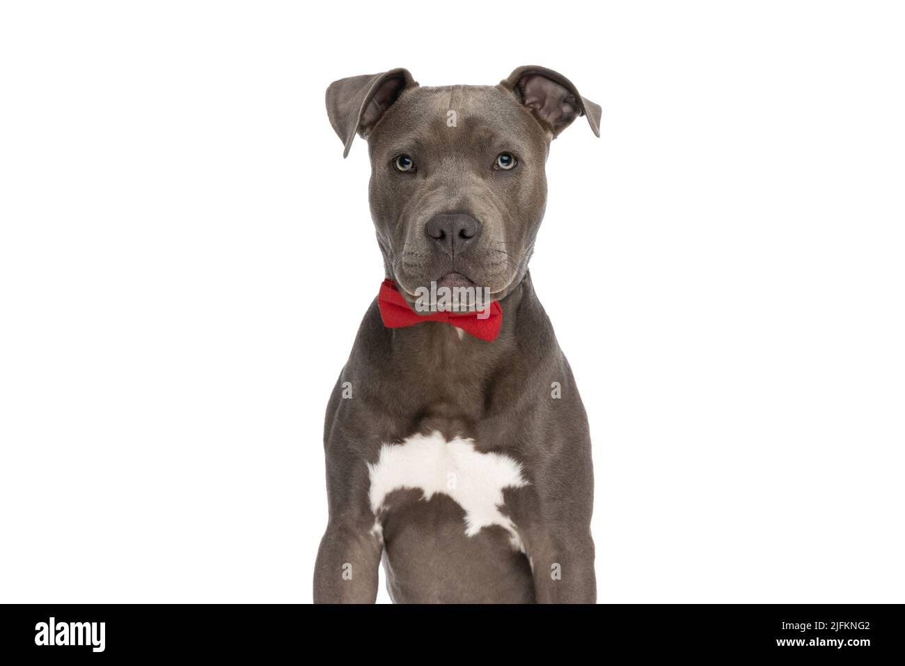 portrait of precious little amstaff puppy with red bowtie sitting and ...