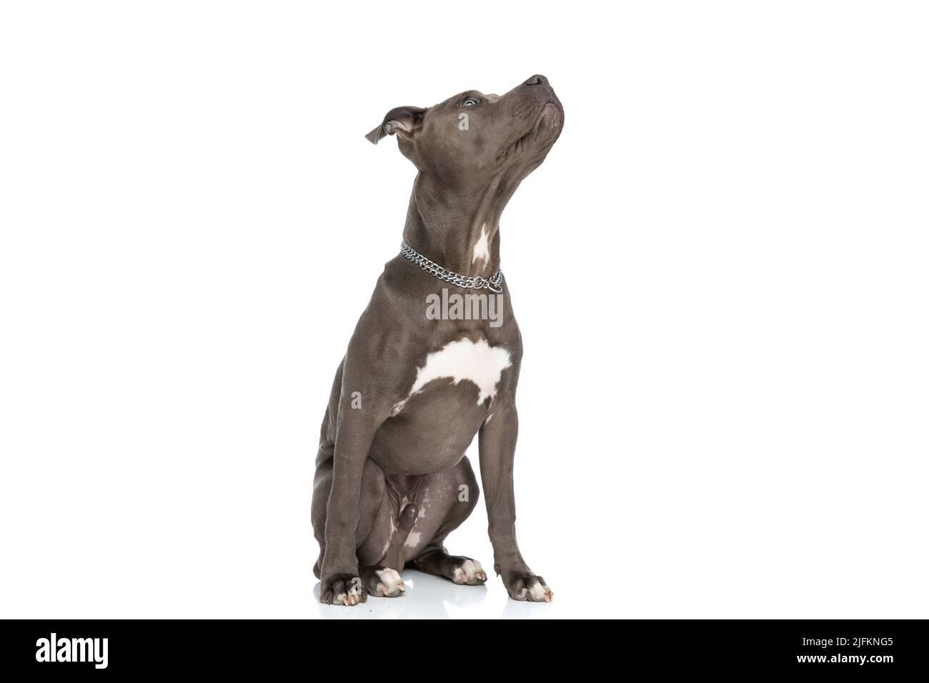shy american staffordshire terrier dog with collar looking up and ...