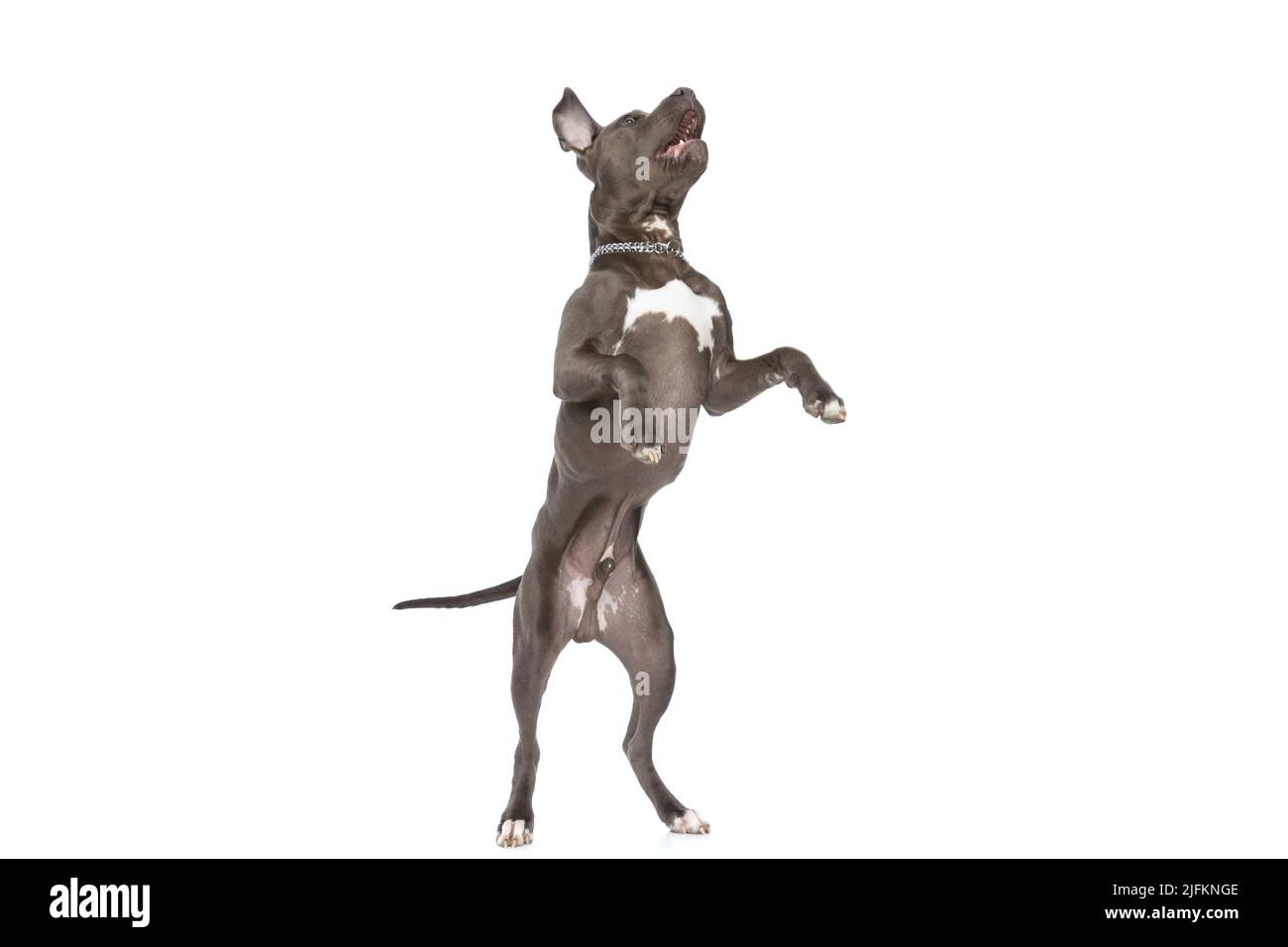 eager amstaff dog with collar standing up on behind legs, panting and ...