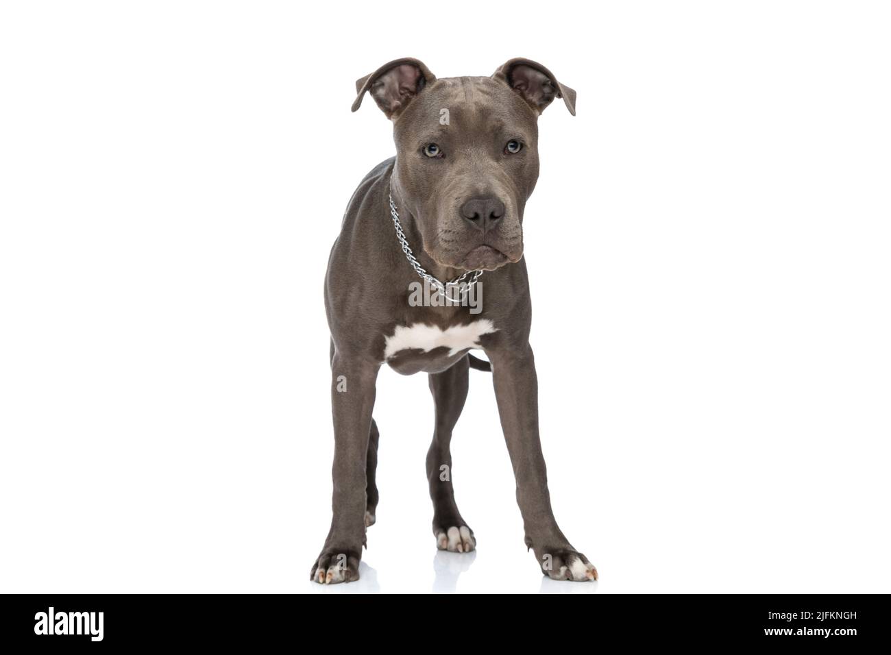 precious amstaff puppy with collar looking away and standing isolated ...