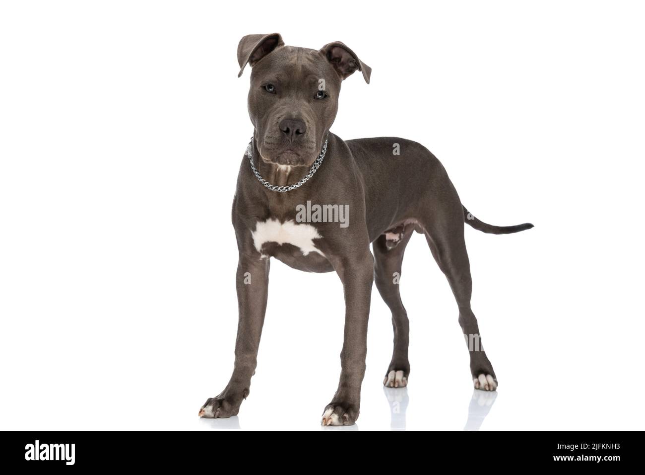 beautiful american staffordshire terrier dog with chain collar on white ...