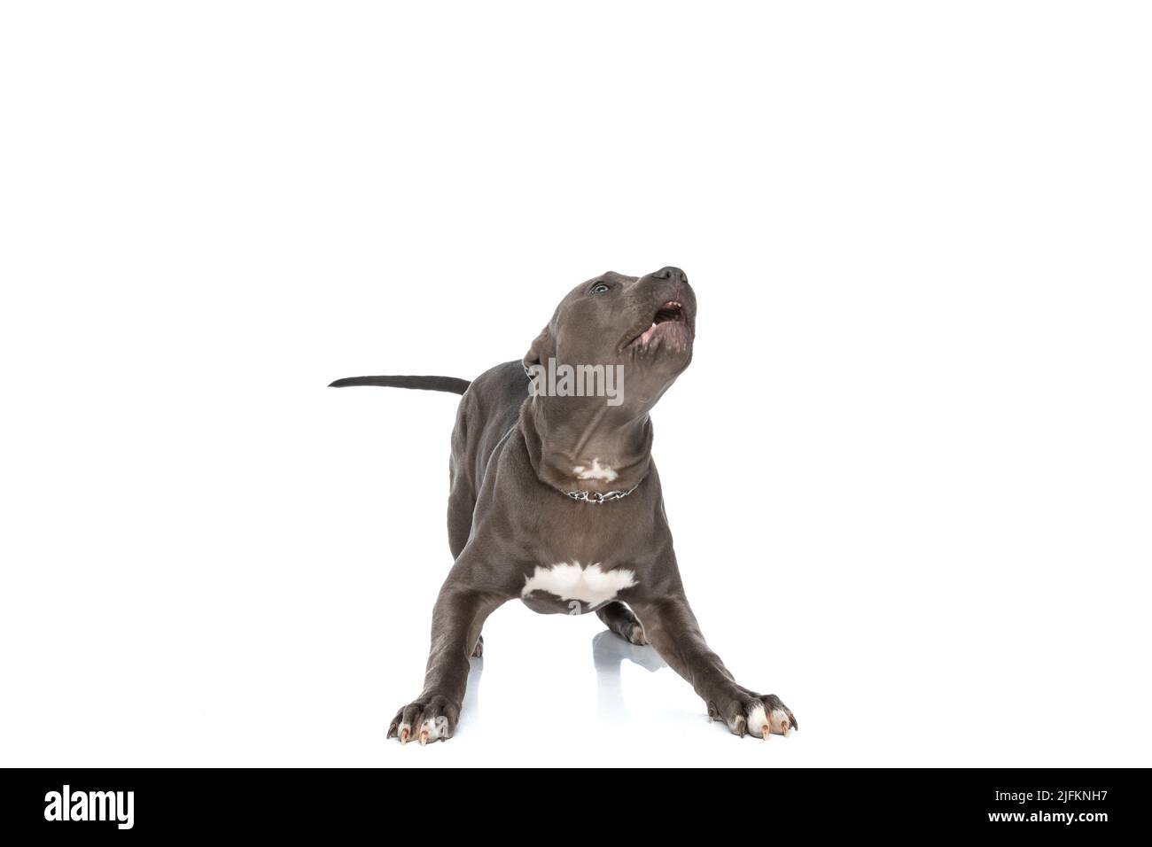playful little amstaff puppy with collar looking up and playing in ...