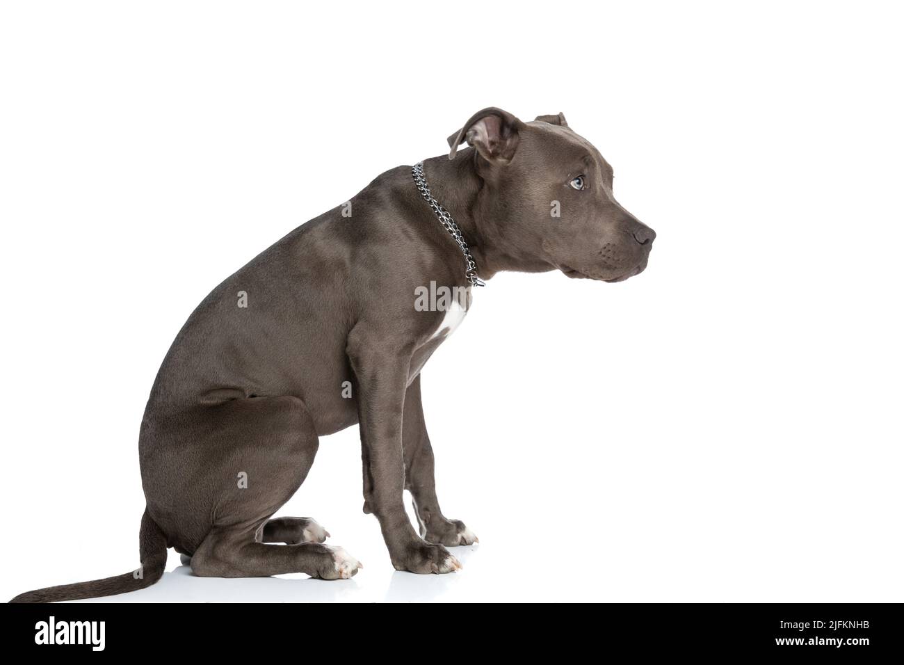 shy little amstaff puppy with chain collar around neck sitting in a ...