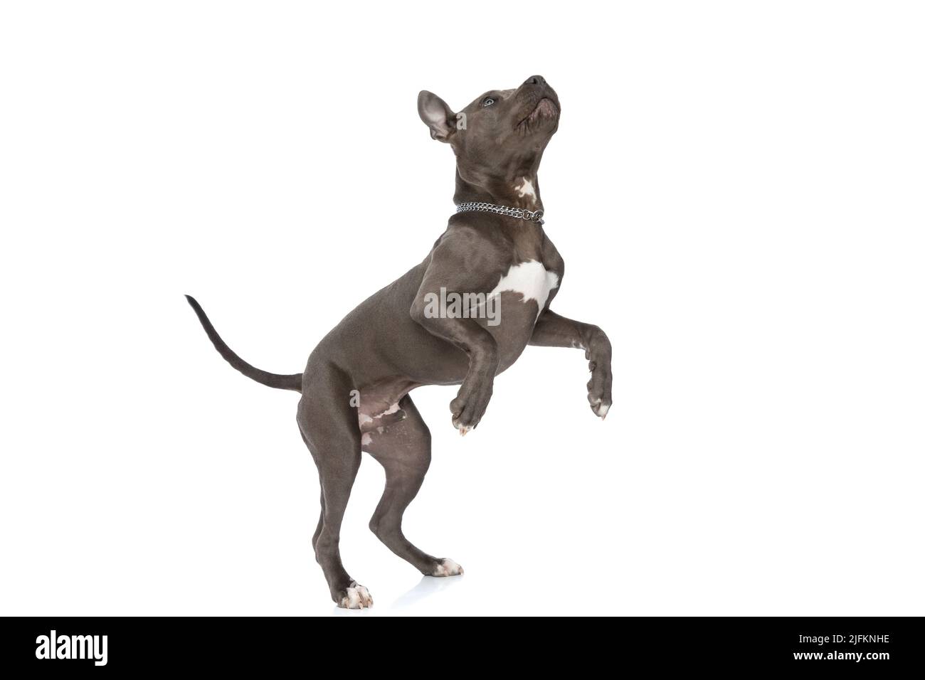 curious little american staffordshire terrier standing up on back legs ...