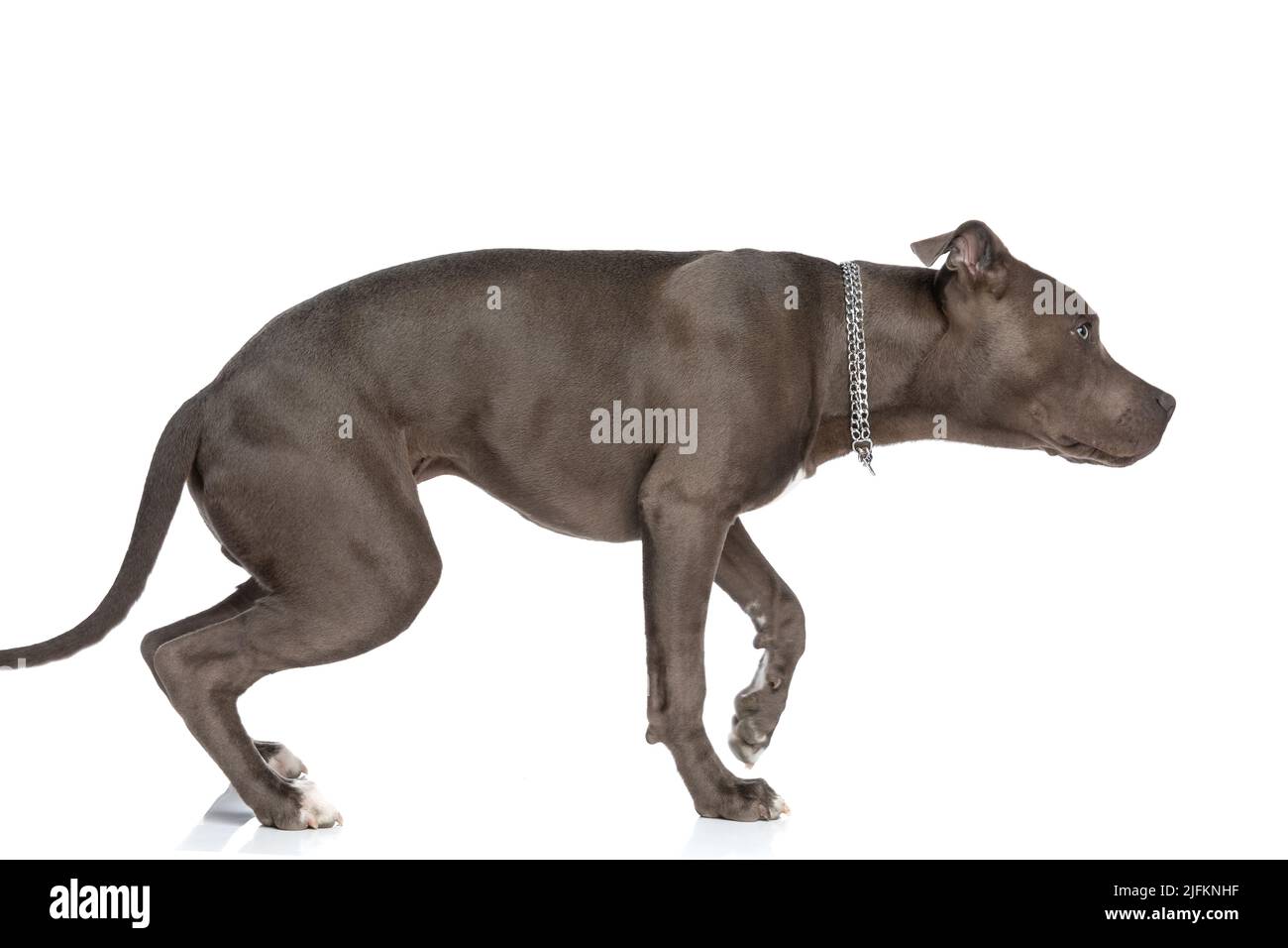 side view of american staffordshire terrier with chain collar around ...