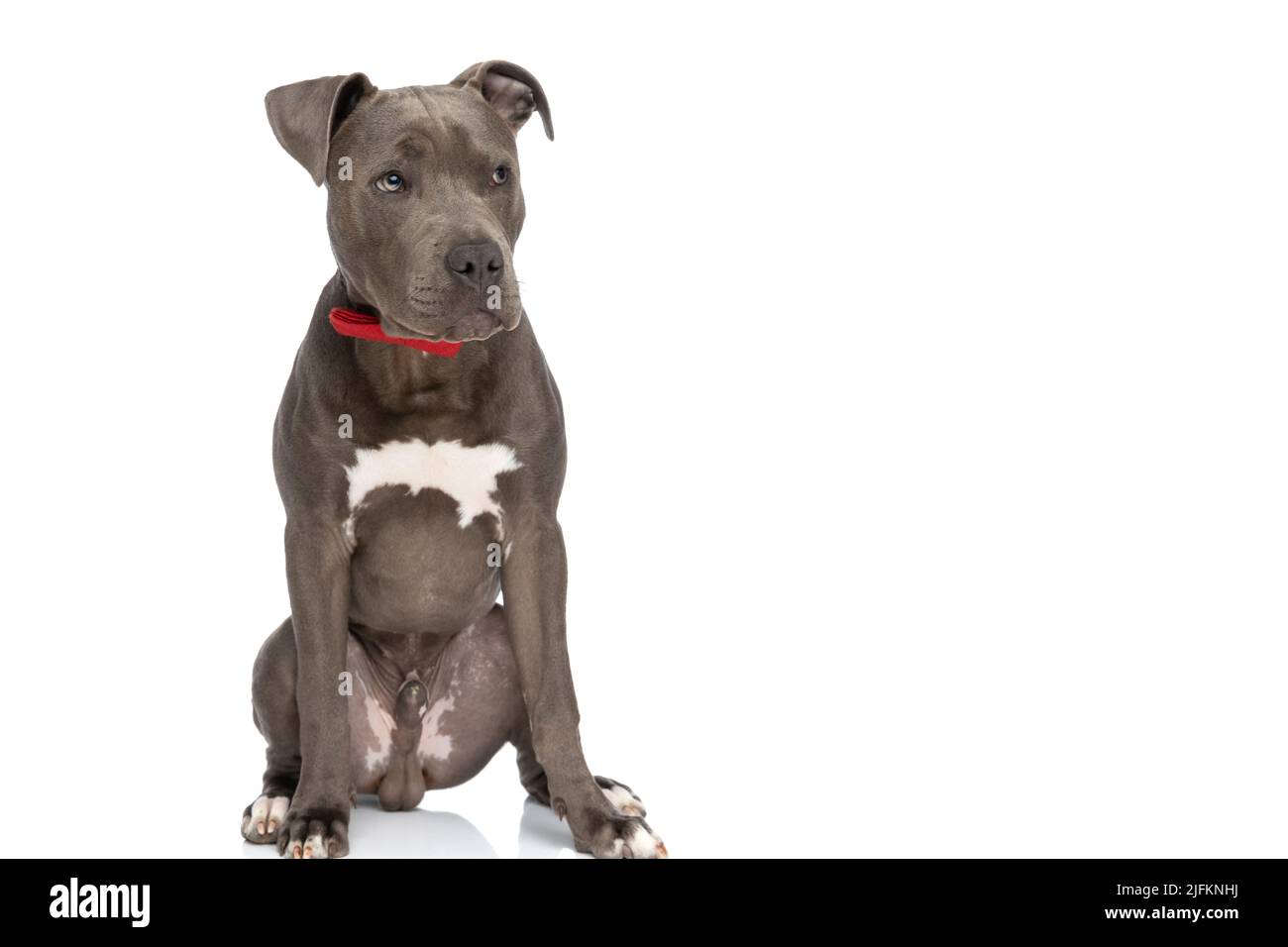 beautiful american staffordshire terrier puppy with bowtie looking to ...