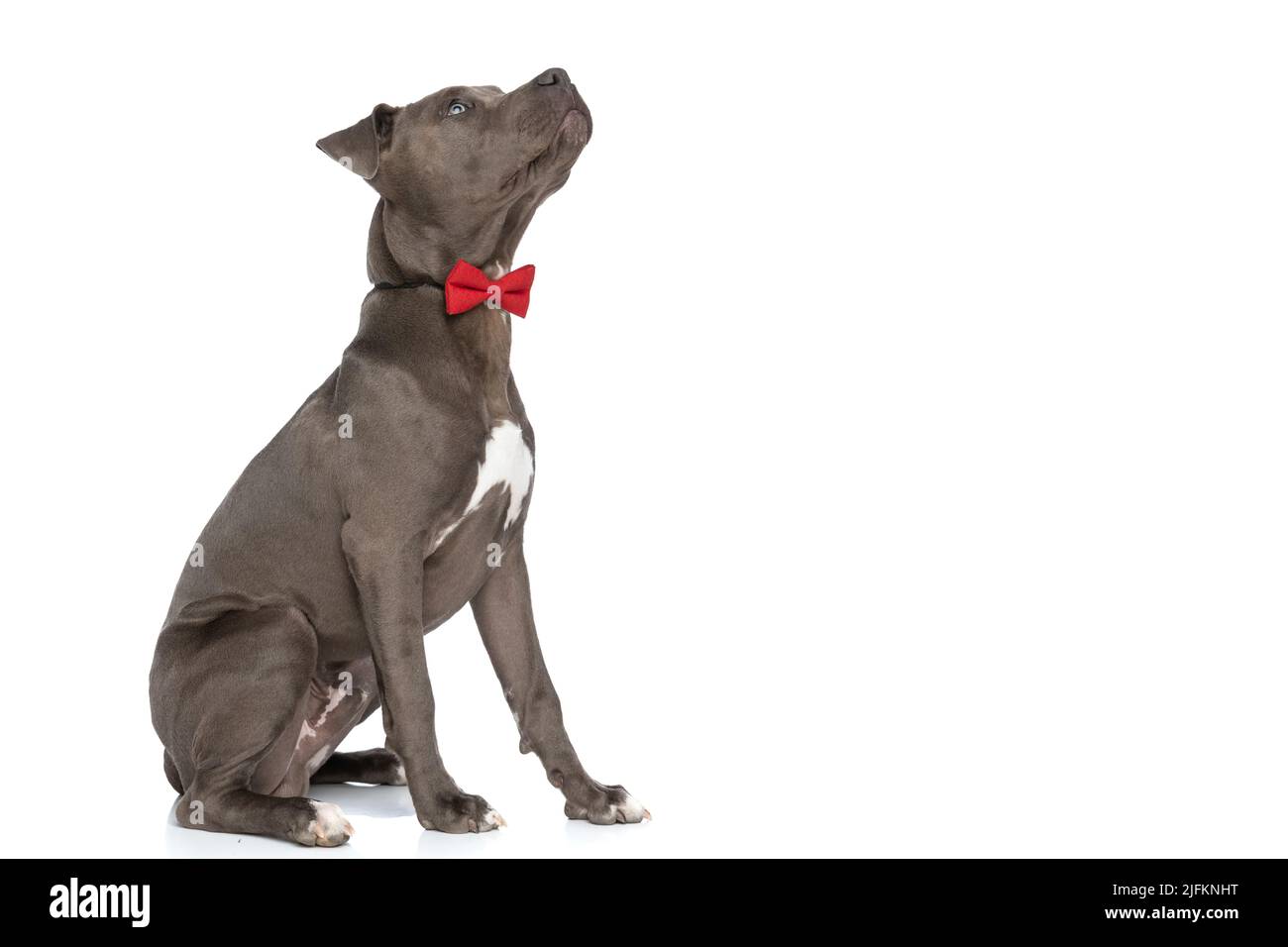 side view of elegant american staffordshire terrier dog with red bowtie ...