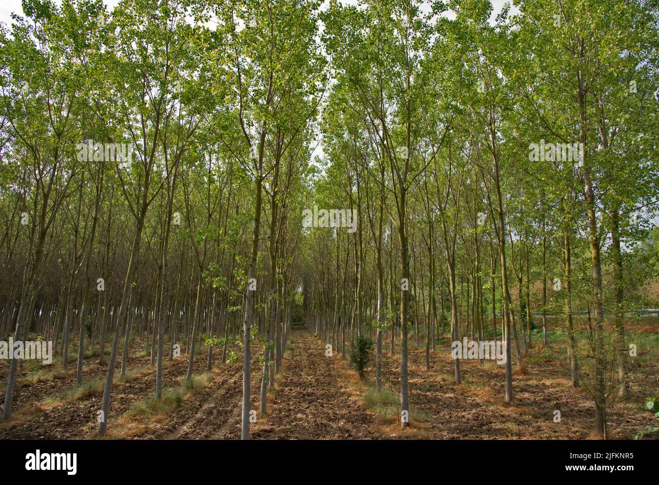 The uncontaminated nature of the Le Bine oasis Stock Photo - Alamy