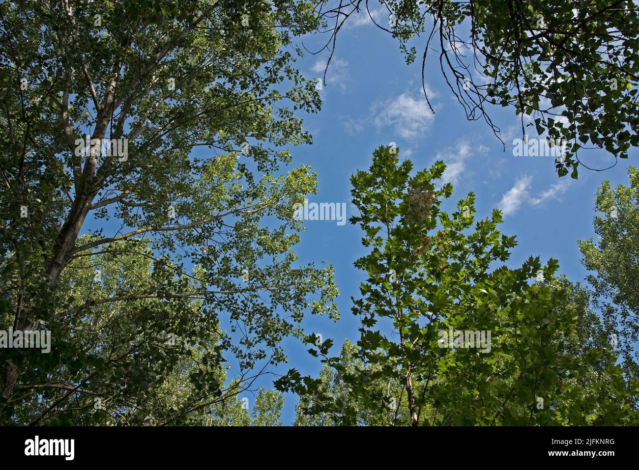 The uncontaminated nature of the Le Bine oasis Stock Photo - Alamy