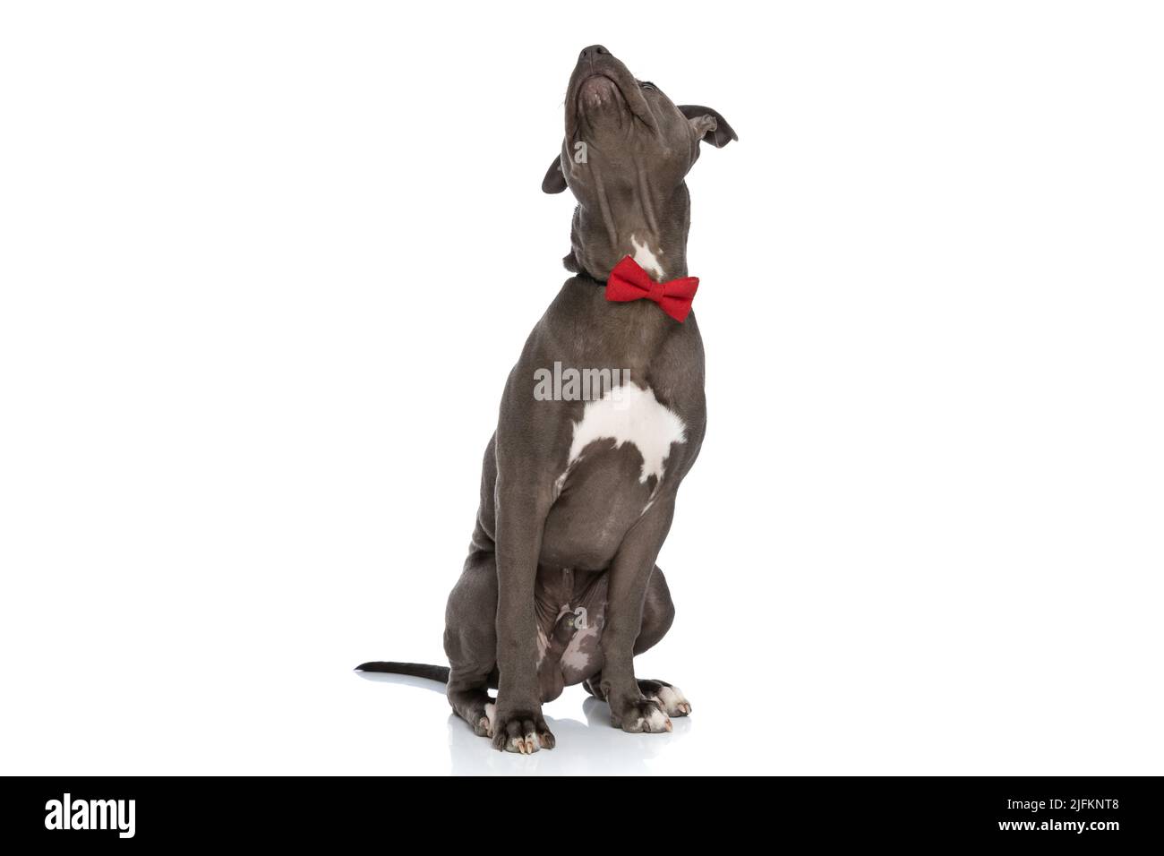 elegant little amstaff dog wearing red bowtie around neck and looking ...
