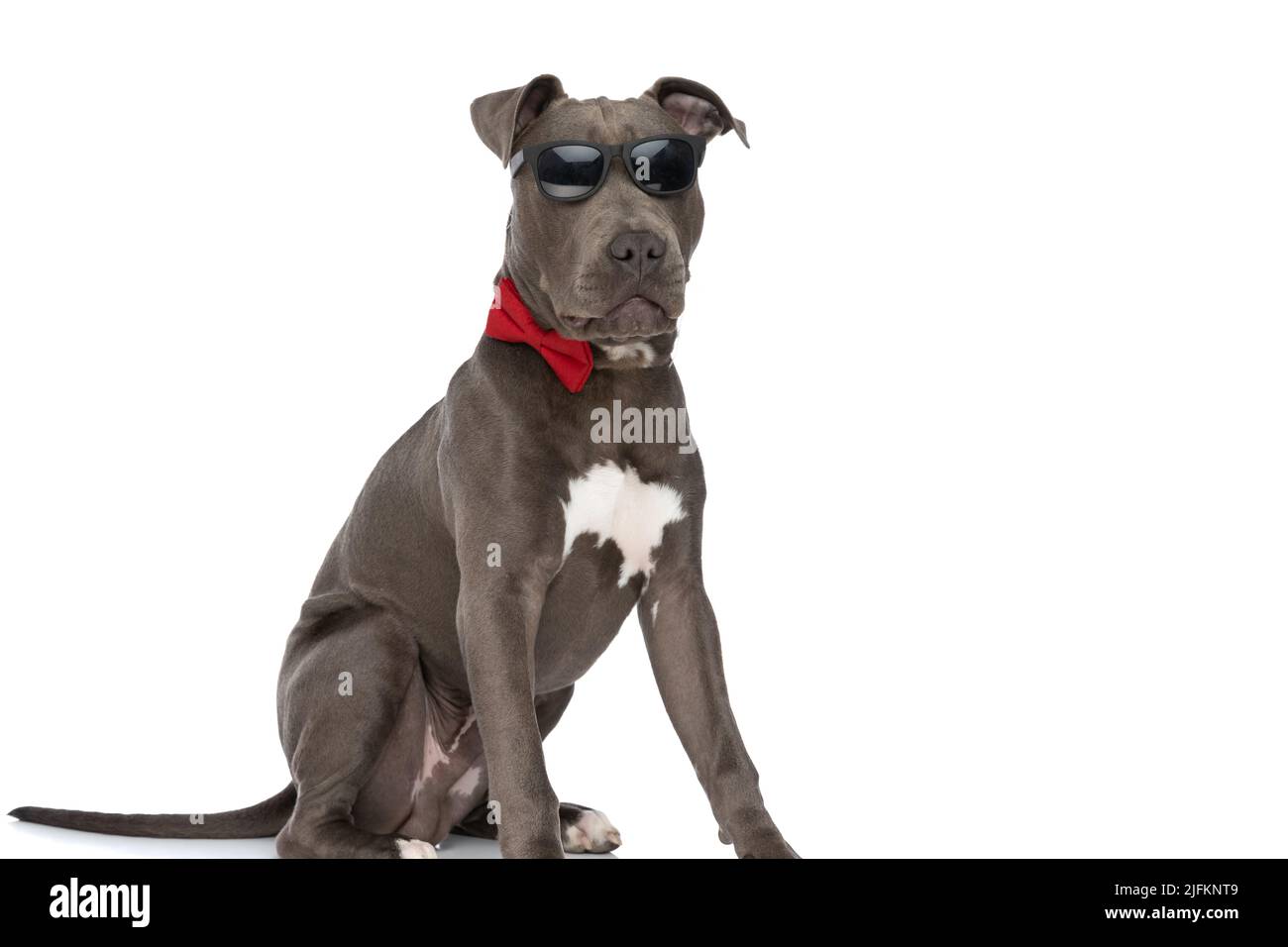 side view of cool elegant amstaff puppy with red bowtie and sunglasses ...
