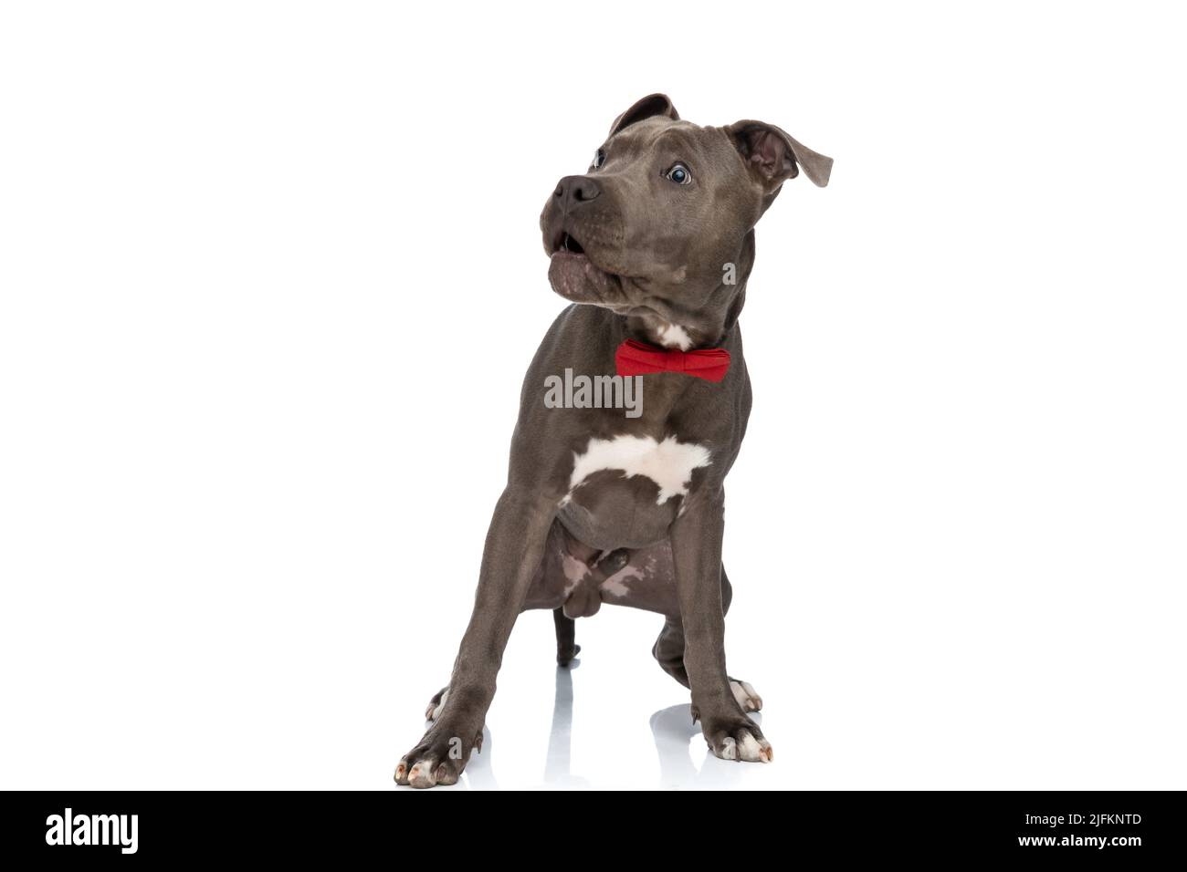scared american staffordshire terrier dog with red bowtie around neck ...
