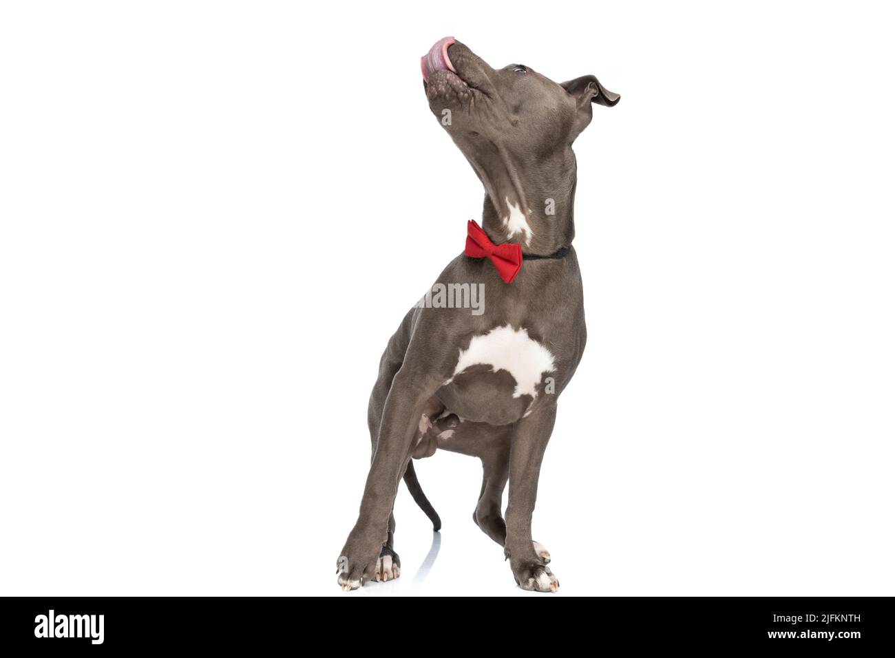curious amstaff dog with red bowtie looking up and licking nose while ...