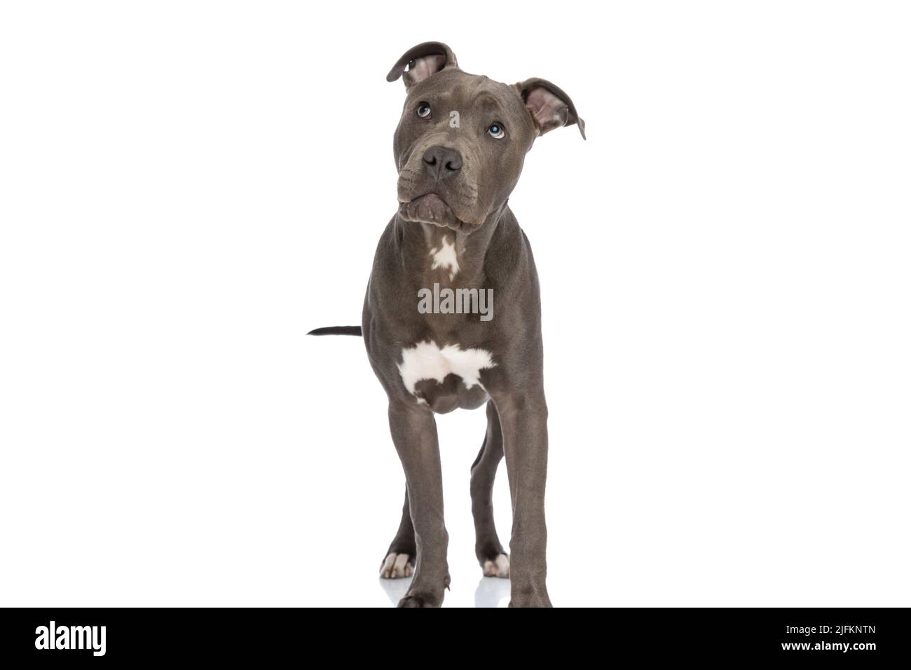 curious little american staffordshire terrier puppy looking up and ...