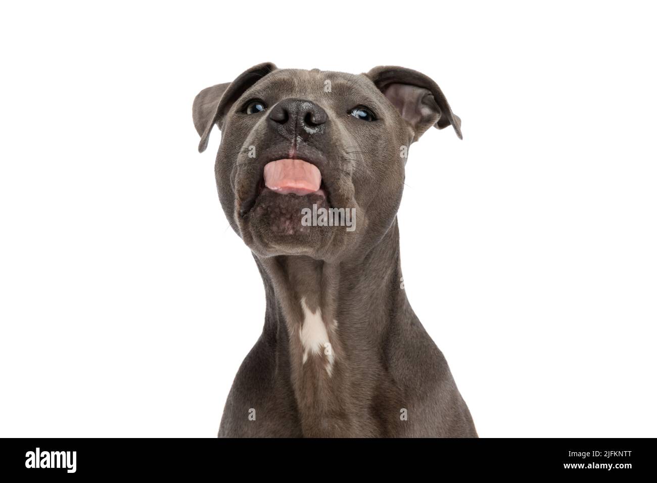 portrait of sweet american staffordshire terrier dog sticking out ...