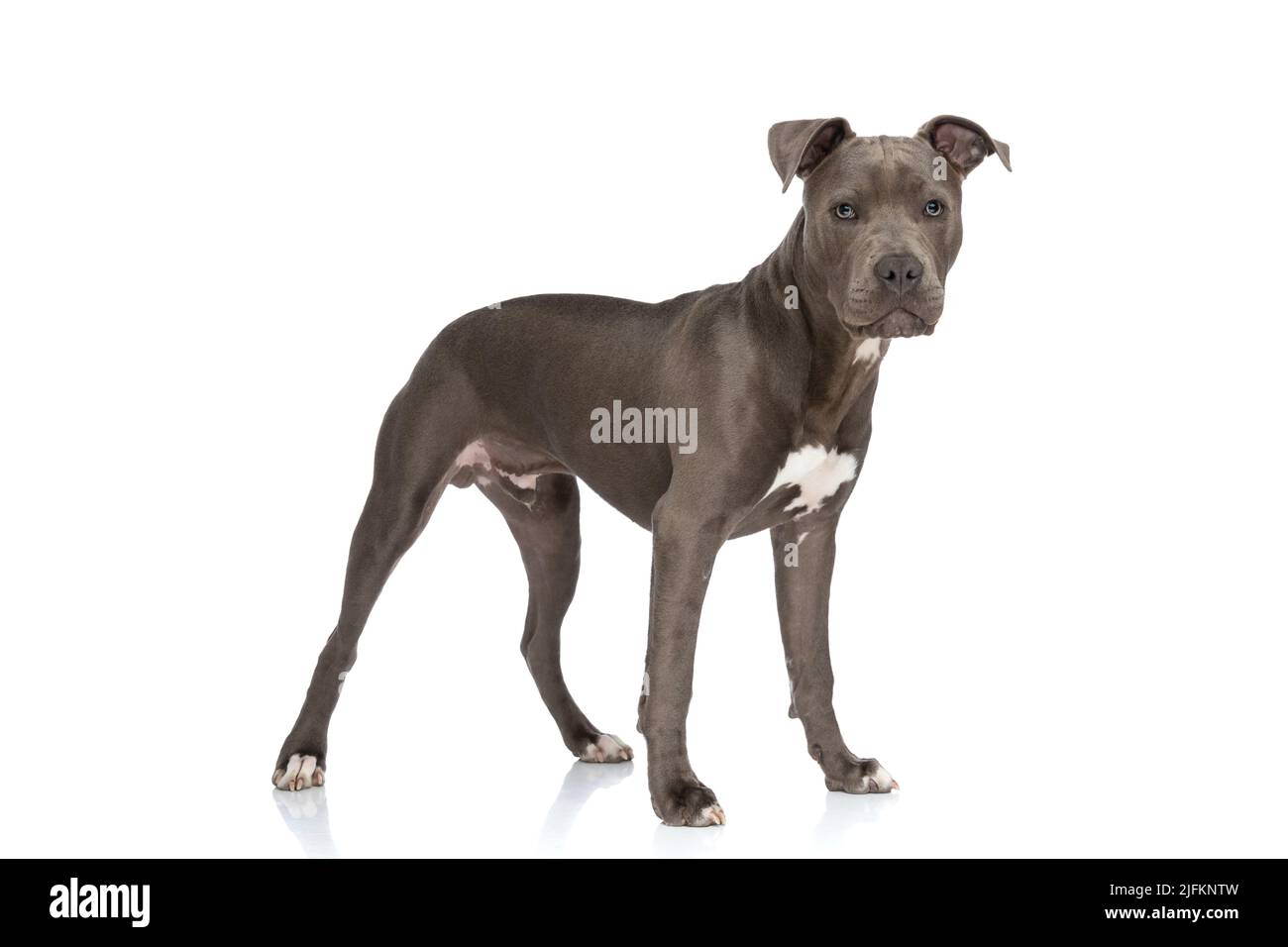 side view of precious amstaff puppy standing and posing on white ...