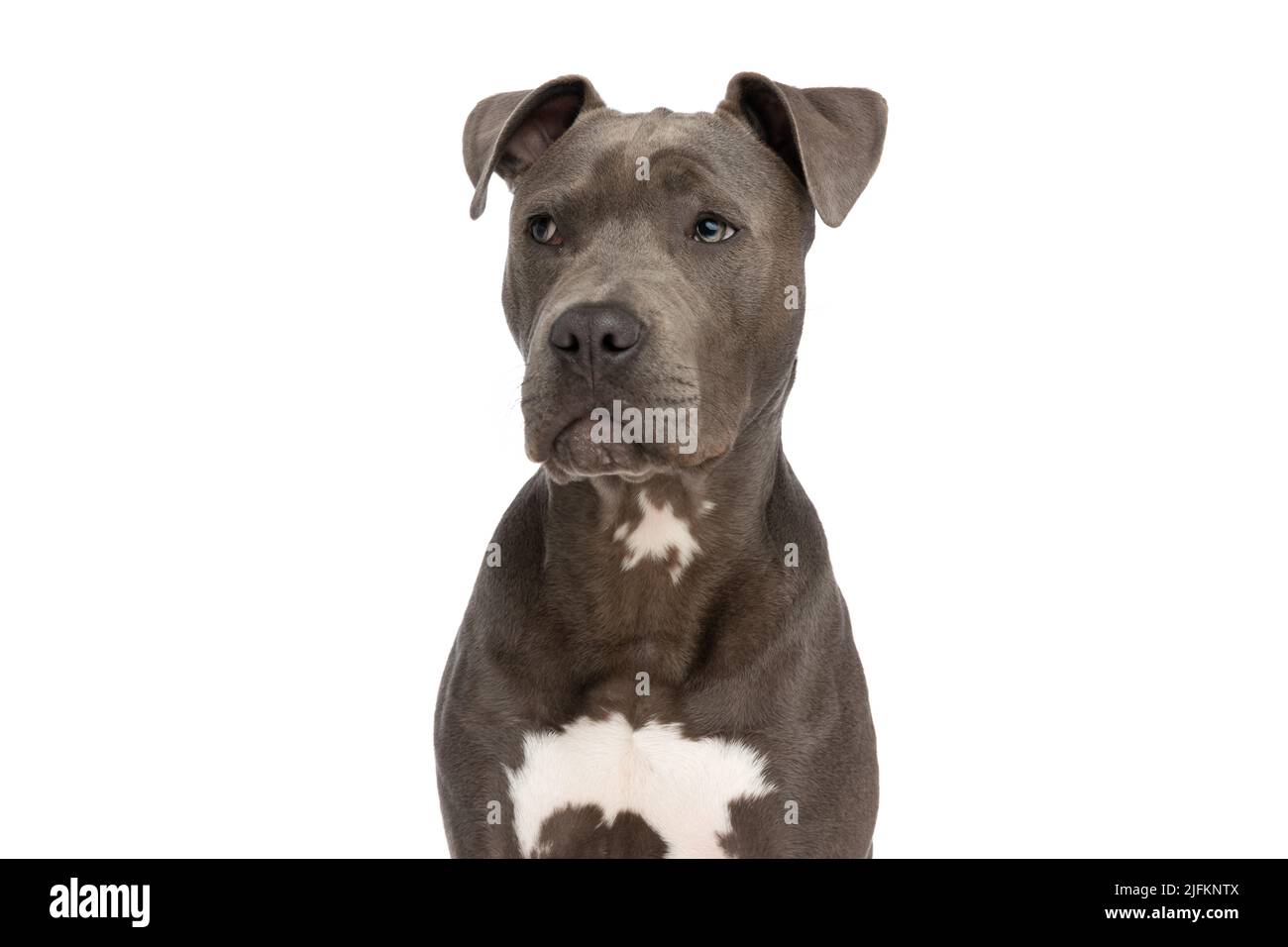 adorable american staffordshire terrier dog looking away and sitting in ...