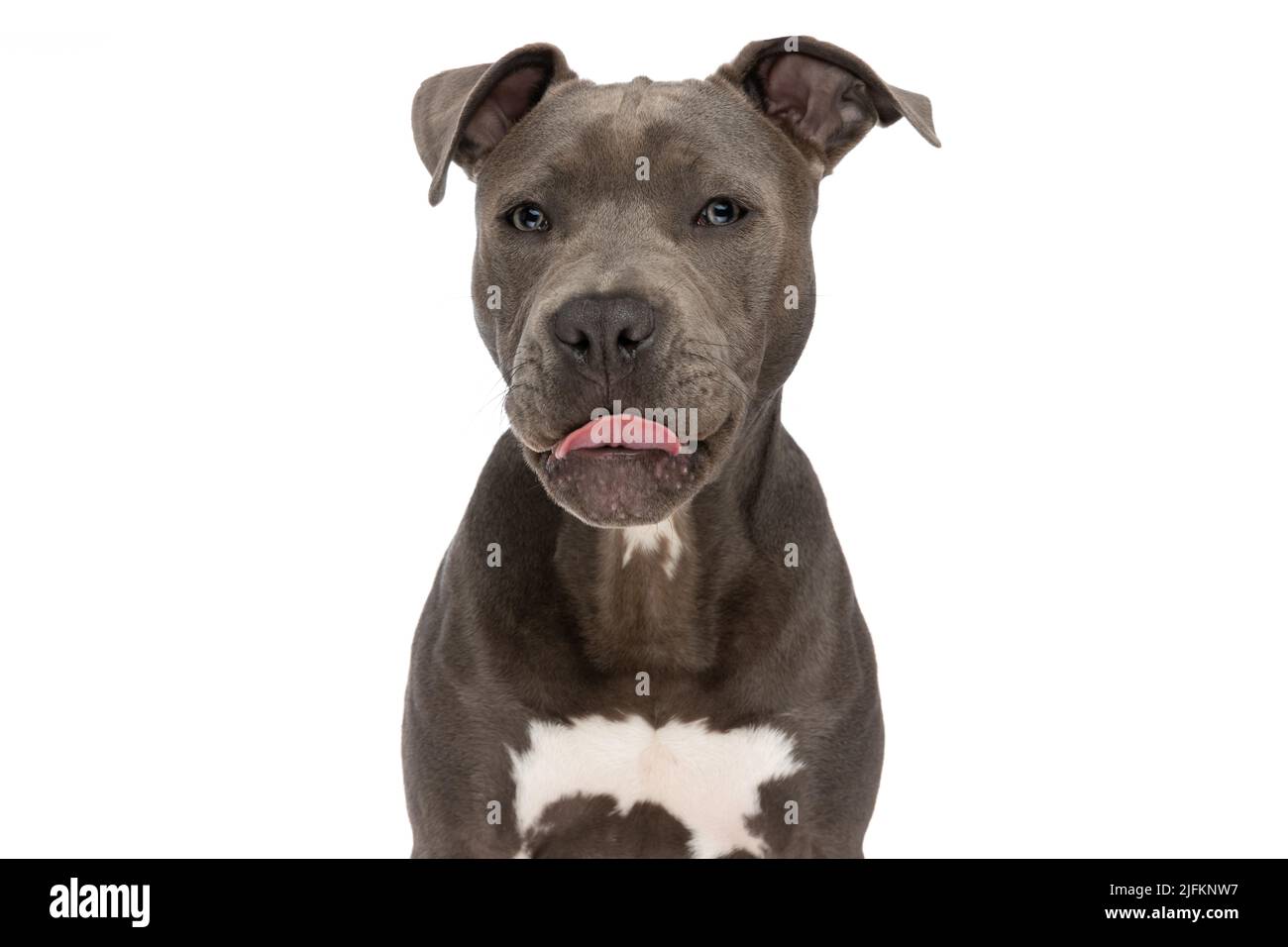 beautiful american staffordshire terrier dog with tongue out posing in ...
