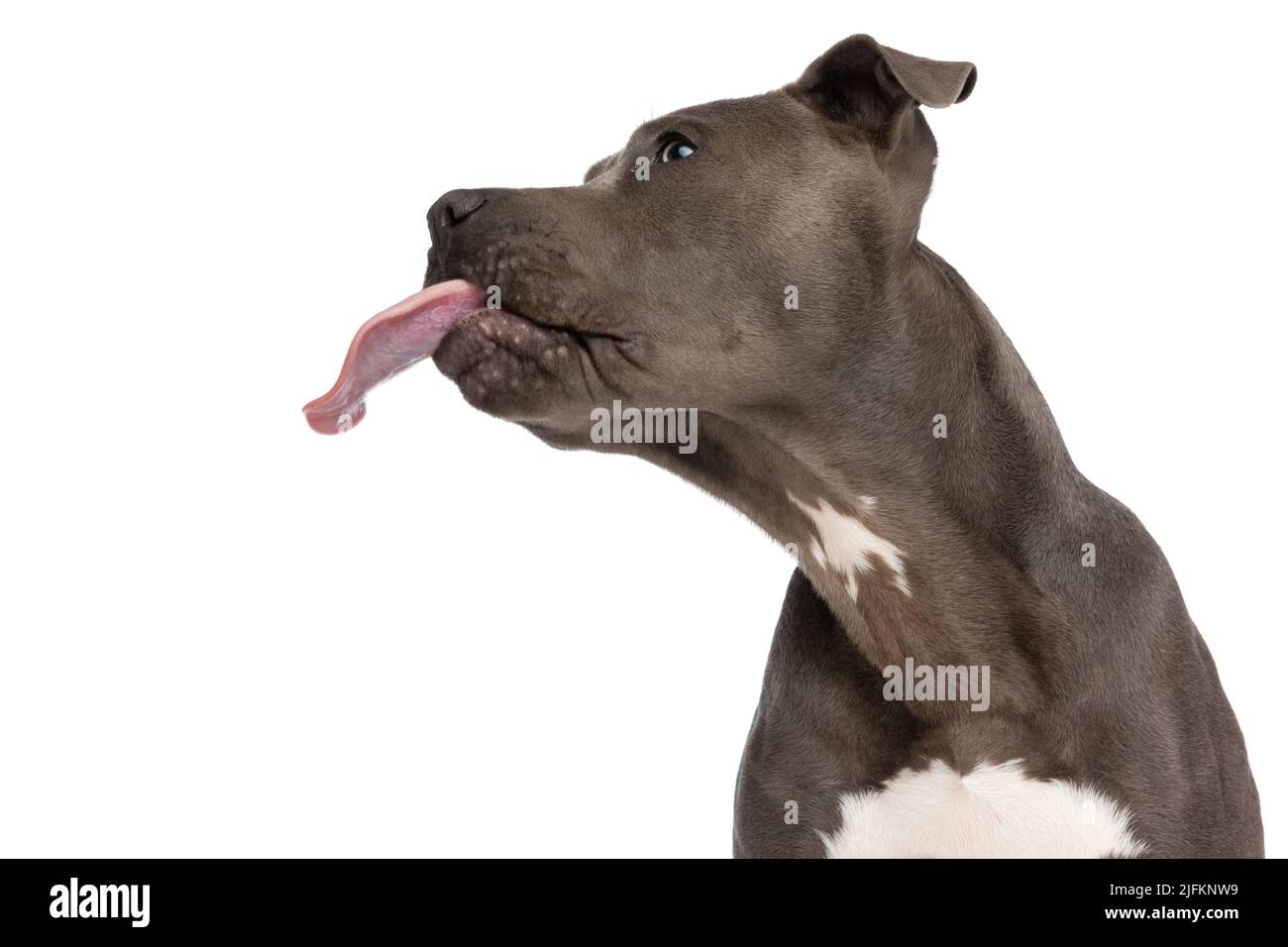 side view of cute amstaff puppy sticking out tongue and looking to side ...