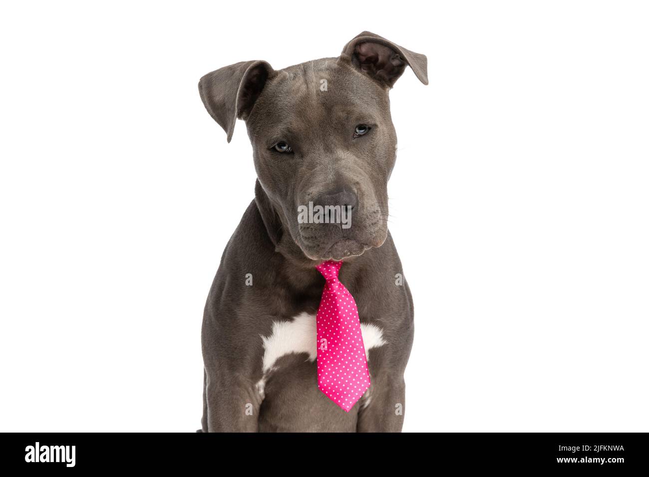 sweet american staffordshire terrier puppy with polka dotted tie and ...