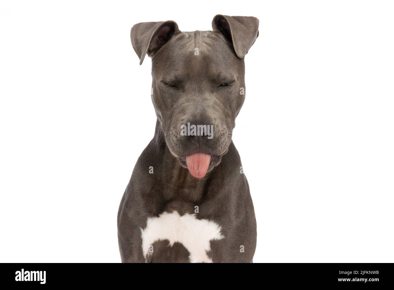 cute american staffordshire terrier puppy sticking out tongue and ...