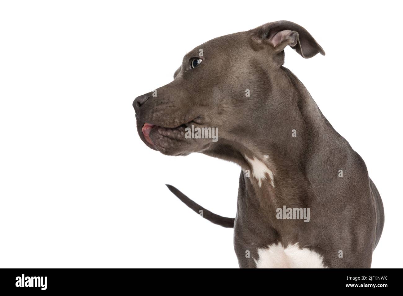 lovely american staffordshire terrier dog looking to side and sticking ...