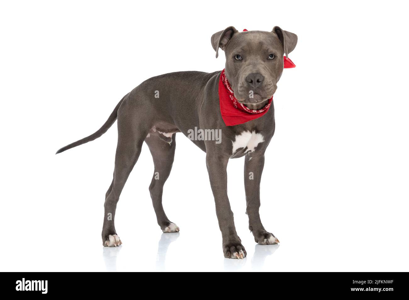 side view of cute amstaff dog with red bandana posing on white ...