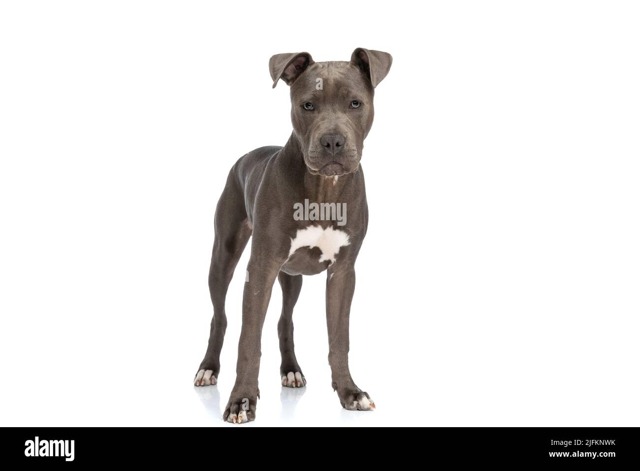 beautiful american staffordshire terrier puppy posing in front of white ...