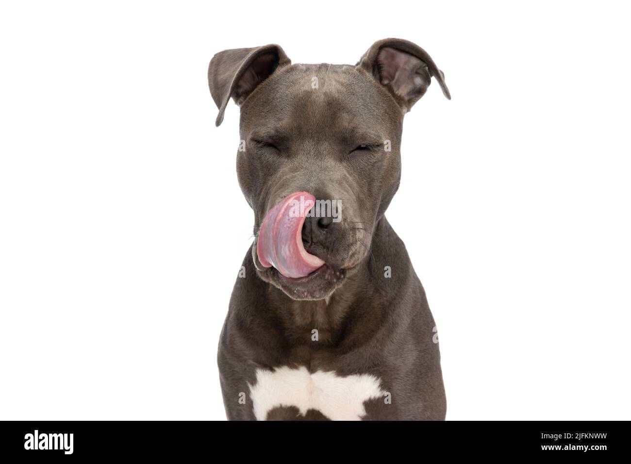 adorable amstaff puppy with tongue exposed licking nose in front of ...