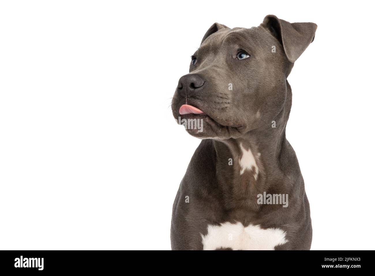 beautiful american staffordshire terrier pup with tongue out looking up ...