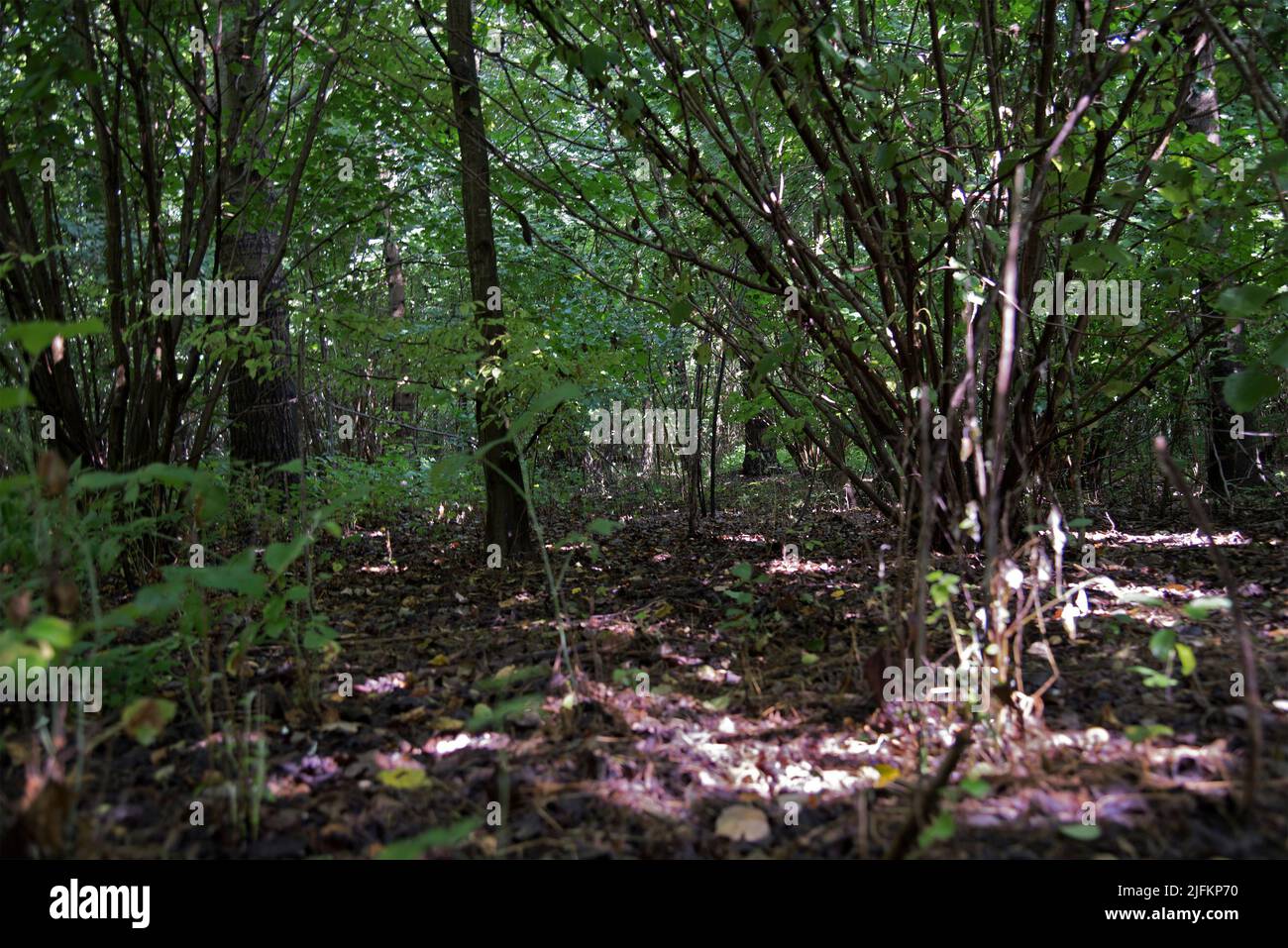 The uncontaminated nature of the Le Bine oasis Stock Photo - Alamy