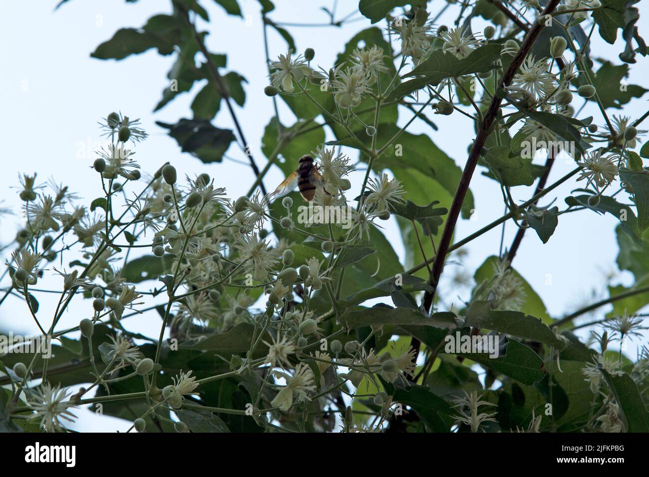 The uncontaminated nature of the Le Bine oasis Stock Photo - Alamy