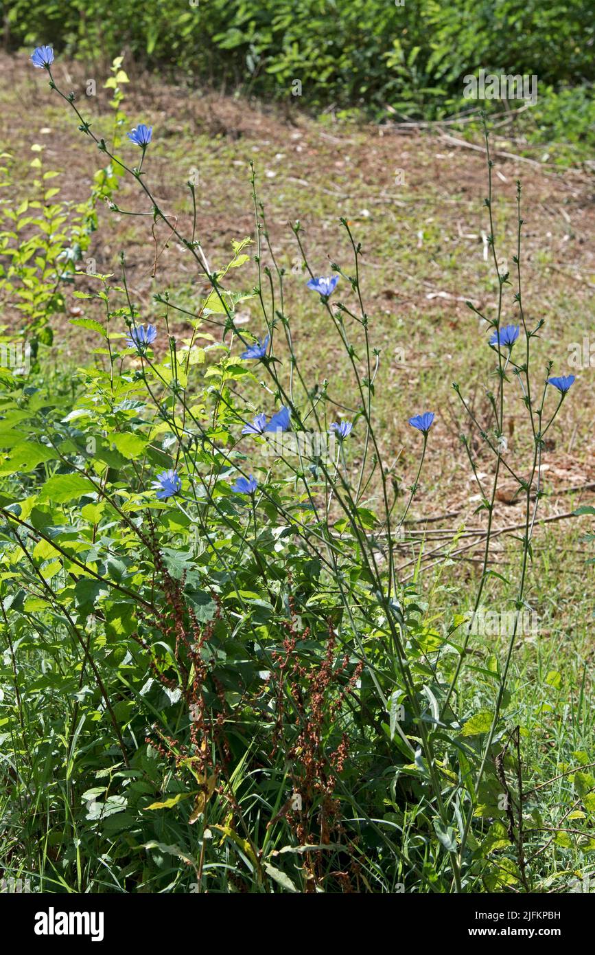 The uncontaminated nature of the Le Bine oasis Stock Photo - Alamy