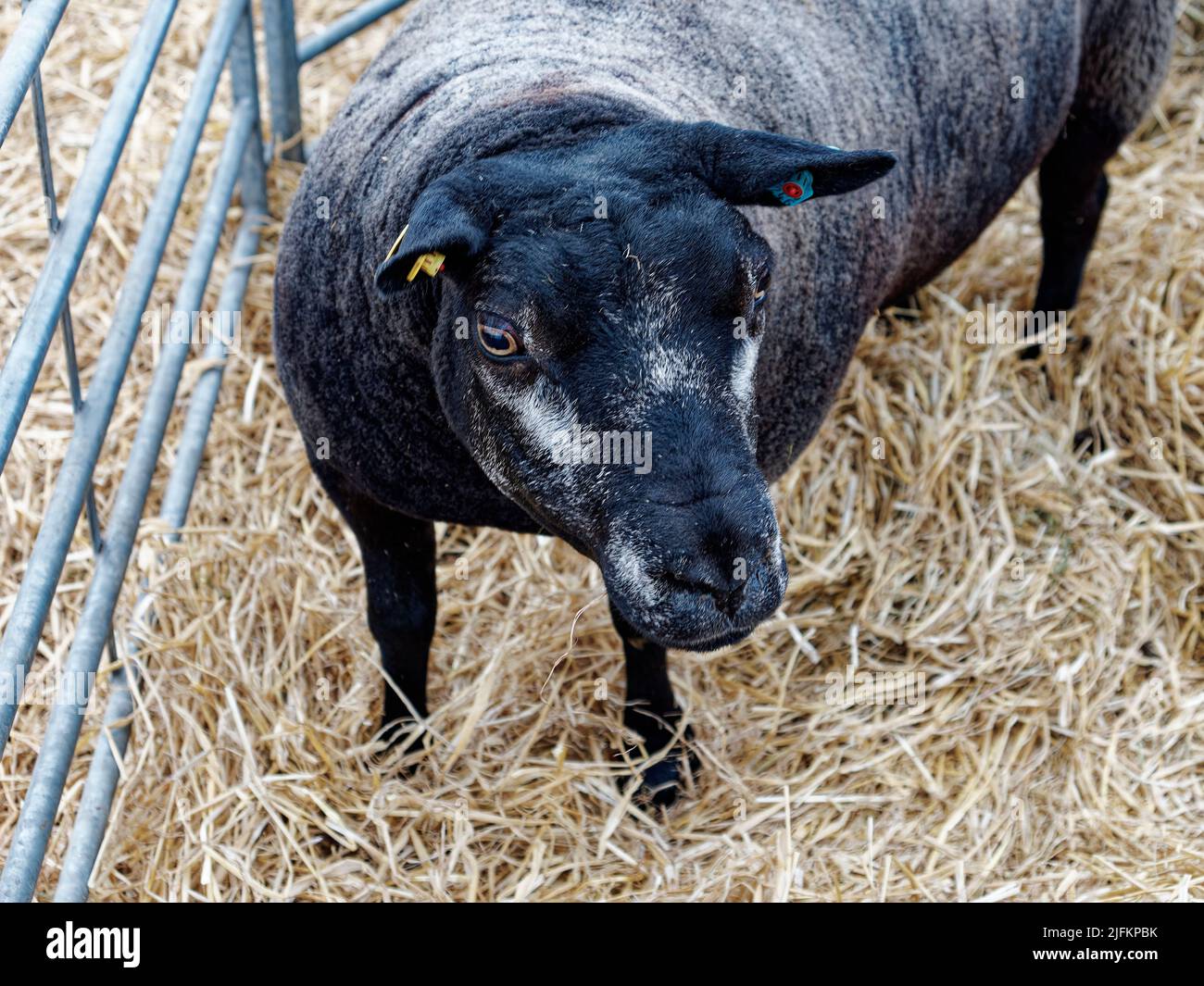 Blue texel sheep hi-res stock photography and images - Alamy