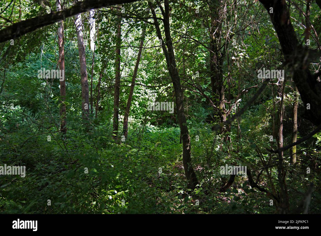 The uncontaminated nature of the Le Bine oasis Stock Photo - Alamy