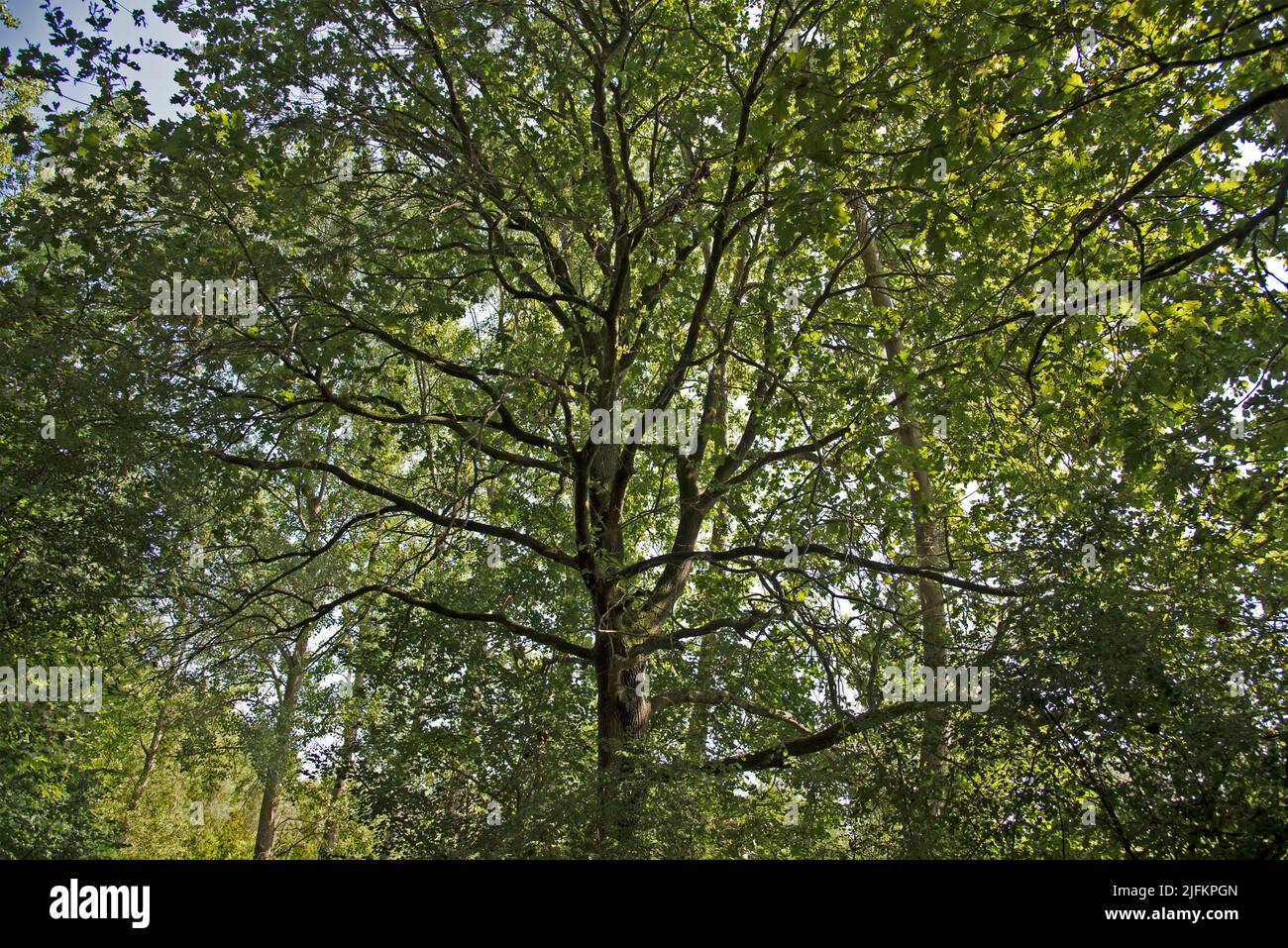 The uncontaminated nature of the Le Bine oasis Stock Photo - Alamy